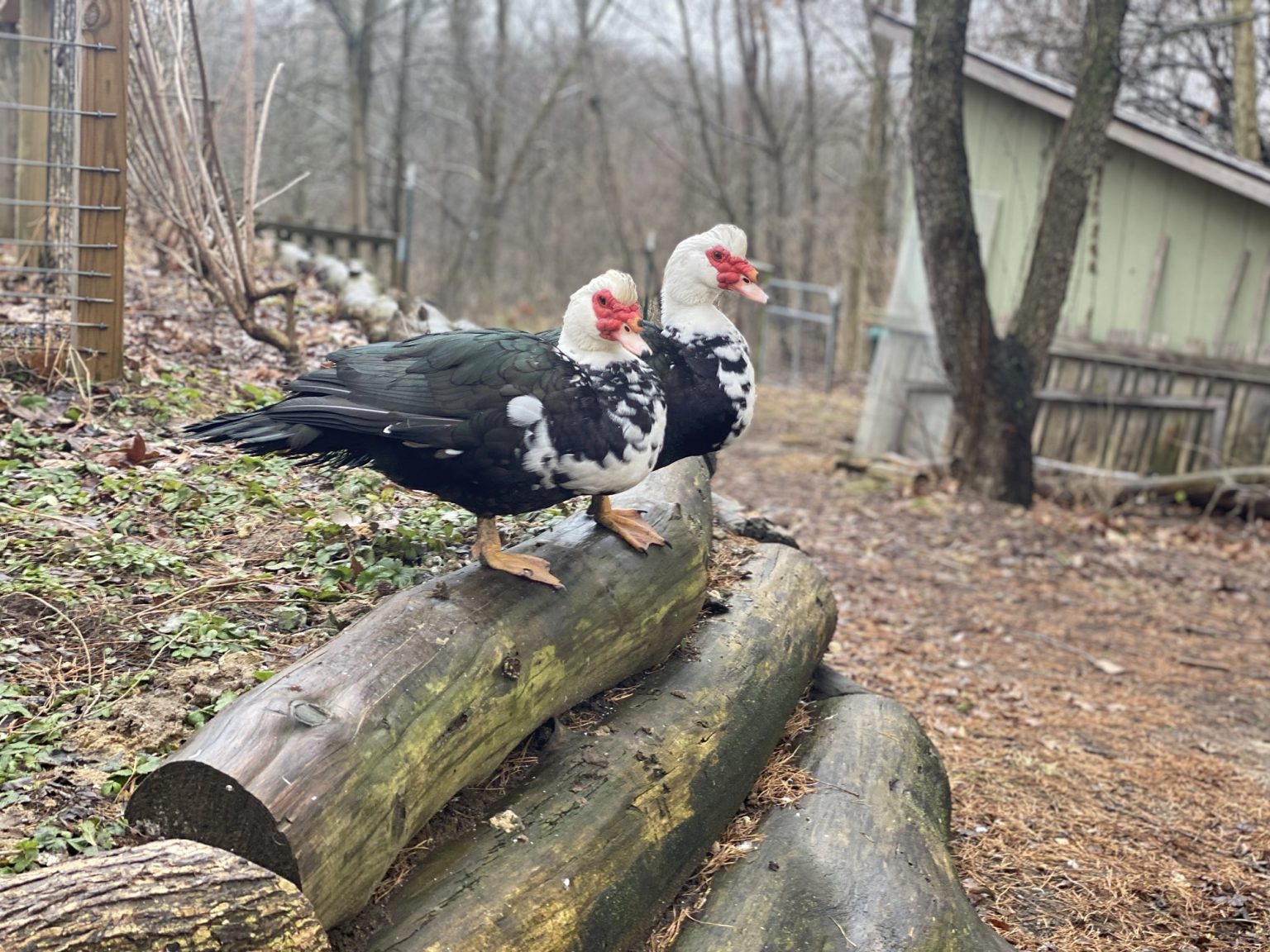 Polliwog Farm